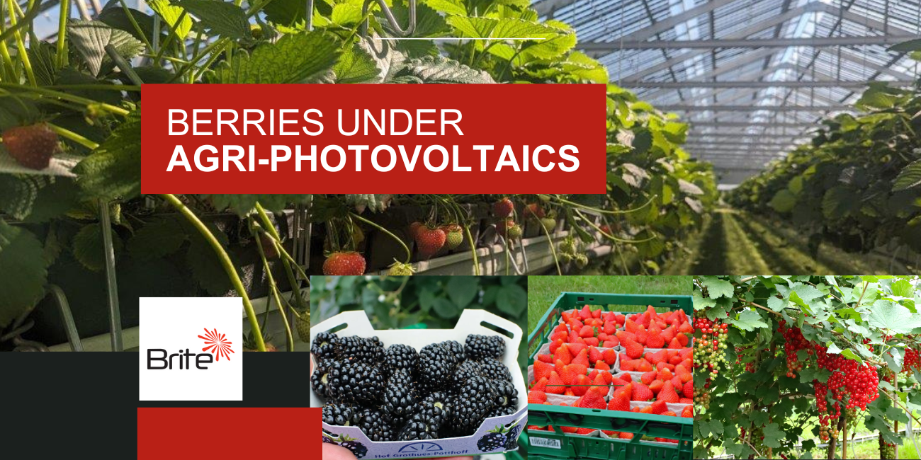 Agri-PV in Open-Field Berry Farming: A German Case with Brite Solar