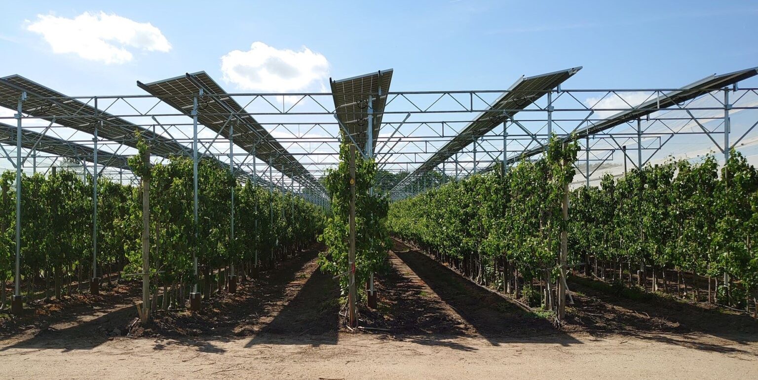 New bifacial agrivoltaic solar panels from Greece